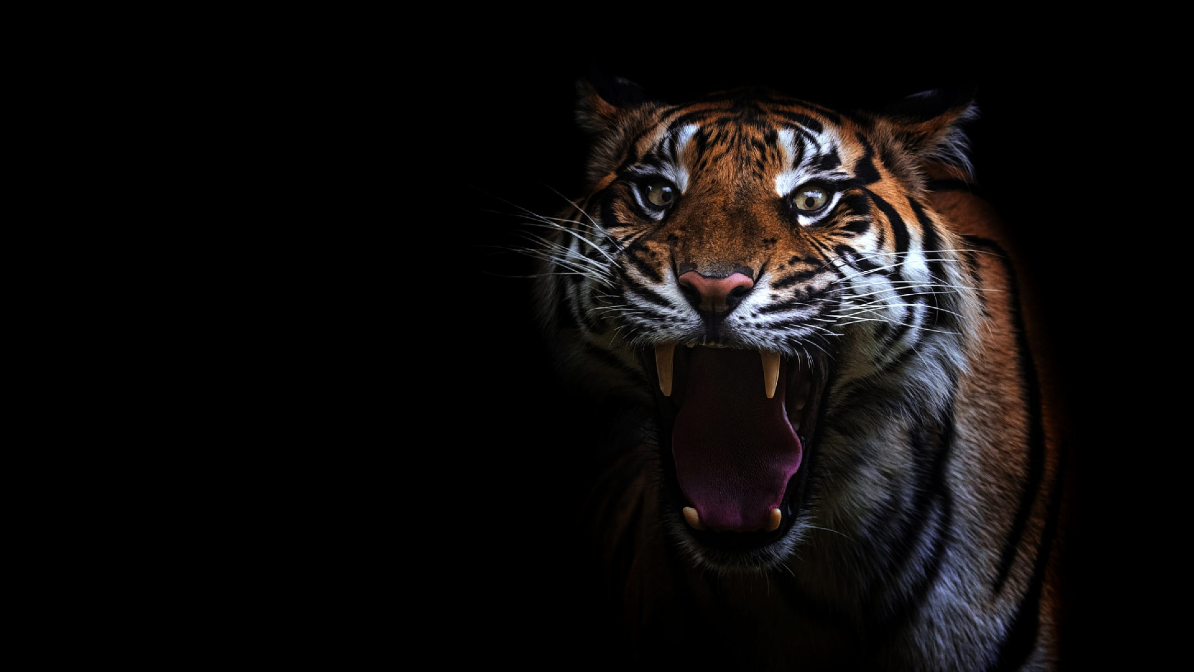 Tigre Com Raiva No Escuro Resolução 3840x2160 - Wallpaper - Atomic Papers