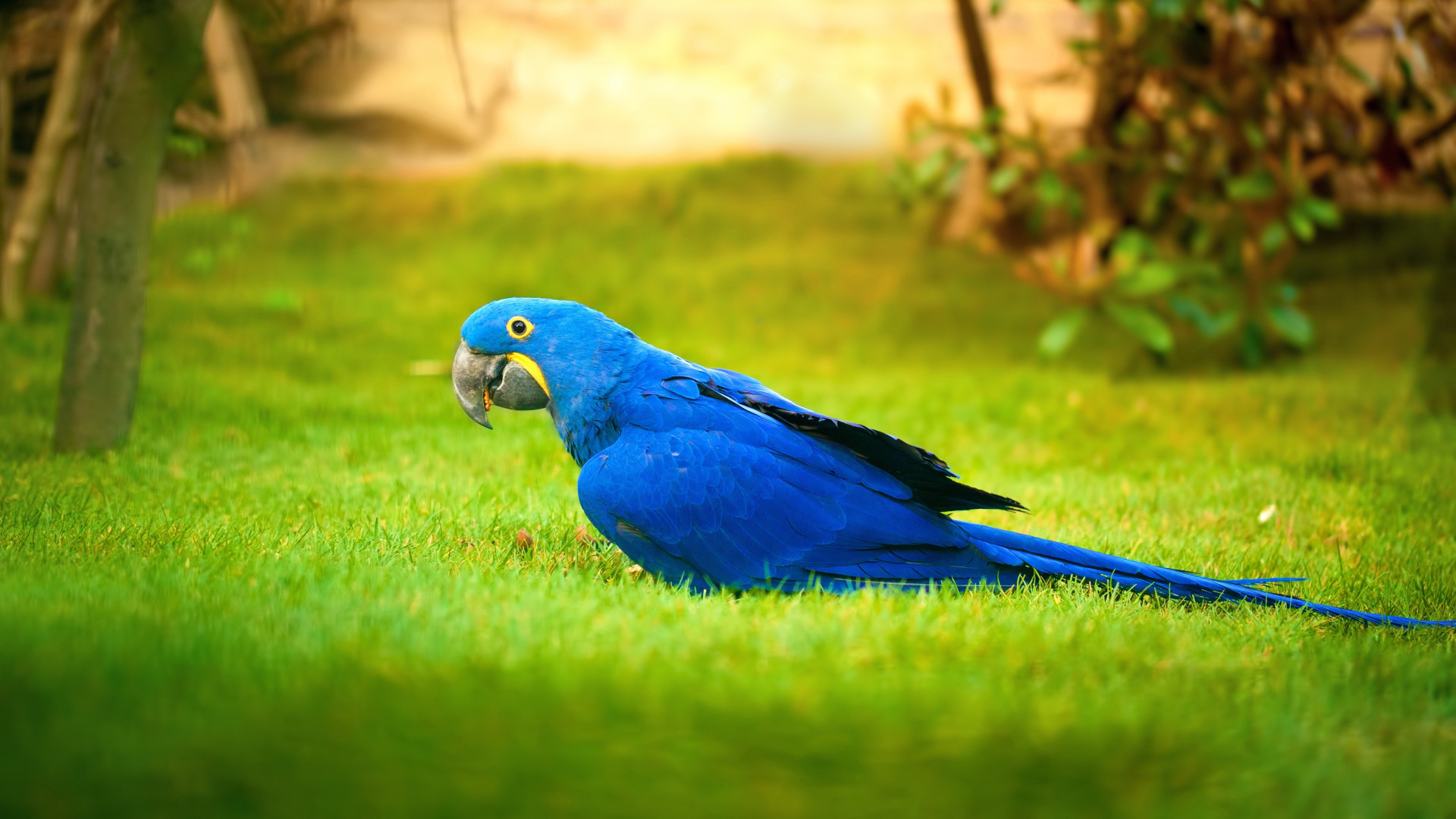 Arara Azul Resolução 1920x1080 (1080p) - Wallpaper - Atomic Papers