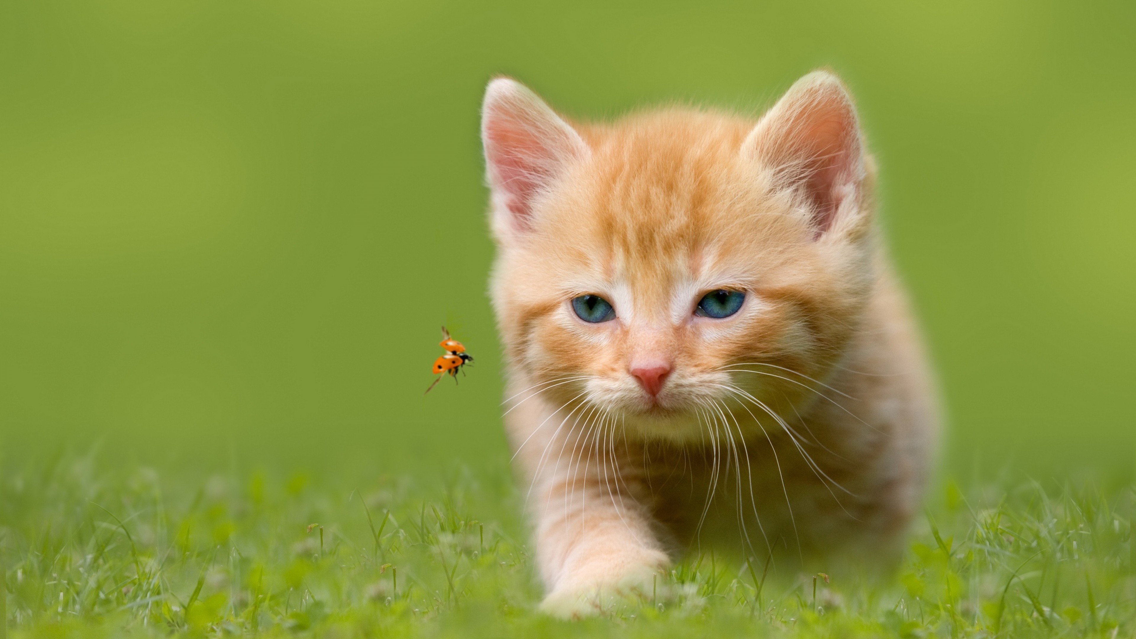 Gato Atacando Joaninha Resolução 3840x2160 - Wallpaper - Atomic Papers