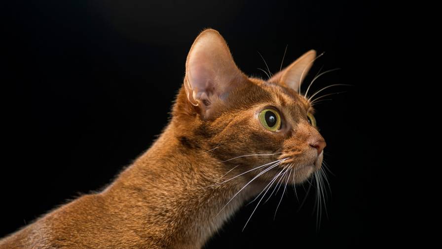 Gato Olhando Atento - Wallpaper - Atomic Papers