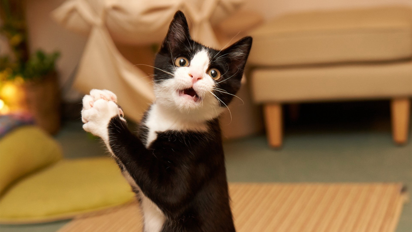 Gato Rezando Assustado Resolução 1366x768 - Wallpaper - Atomic Papers